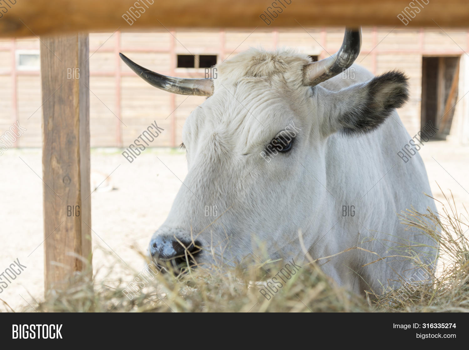 White Cow Chewing Hay Image & Photo (Free Trial) | Bigstock