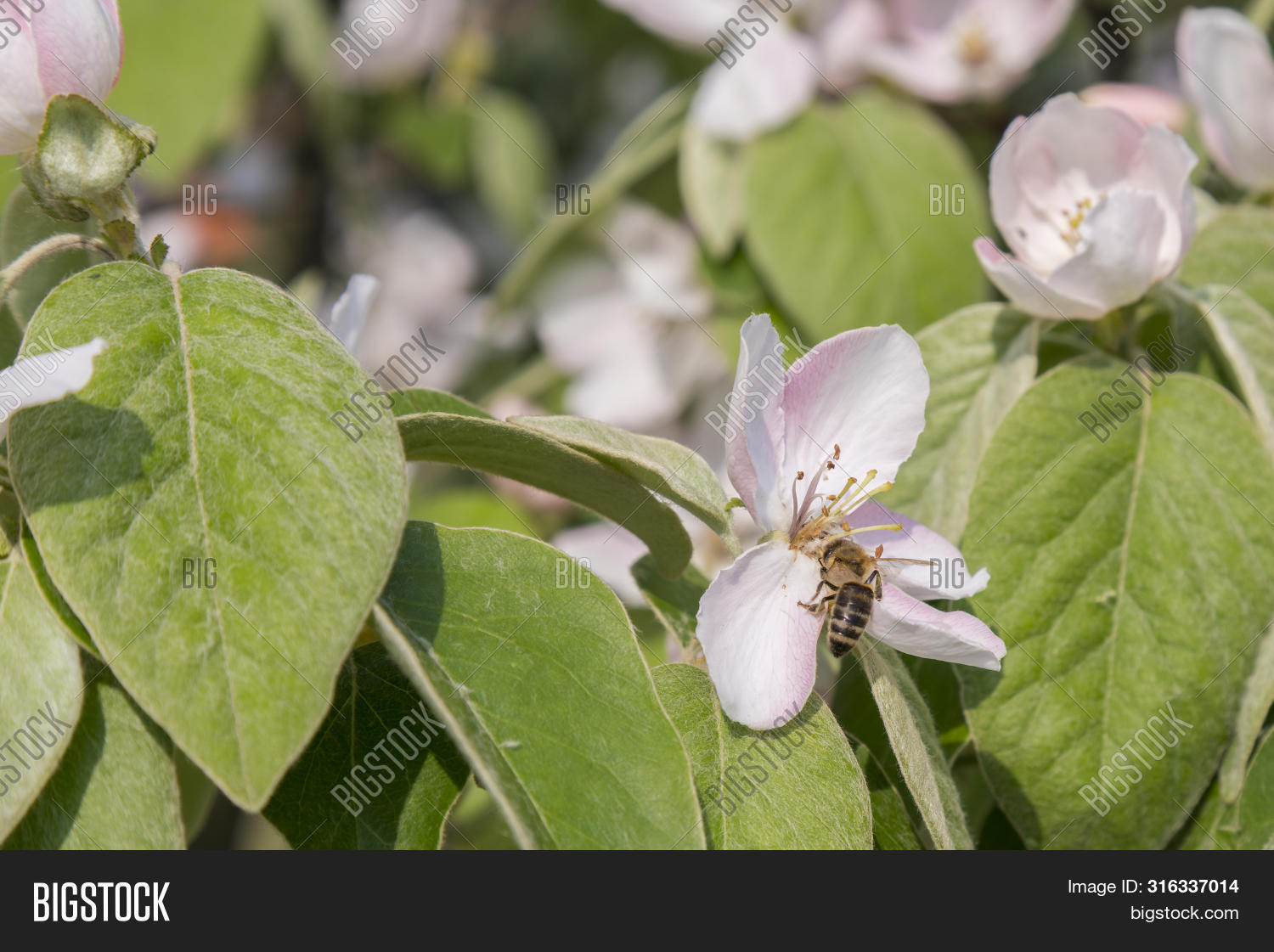 Close Bumble Bee On Image & Photo (Free Trial) | Bigstock