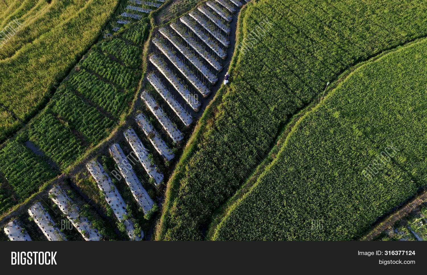 Lines Rice Fields View Image & Photo (Free Trial) | Bigstock