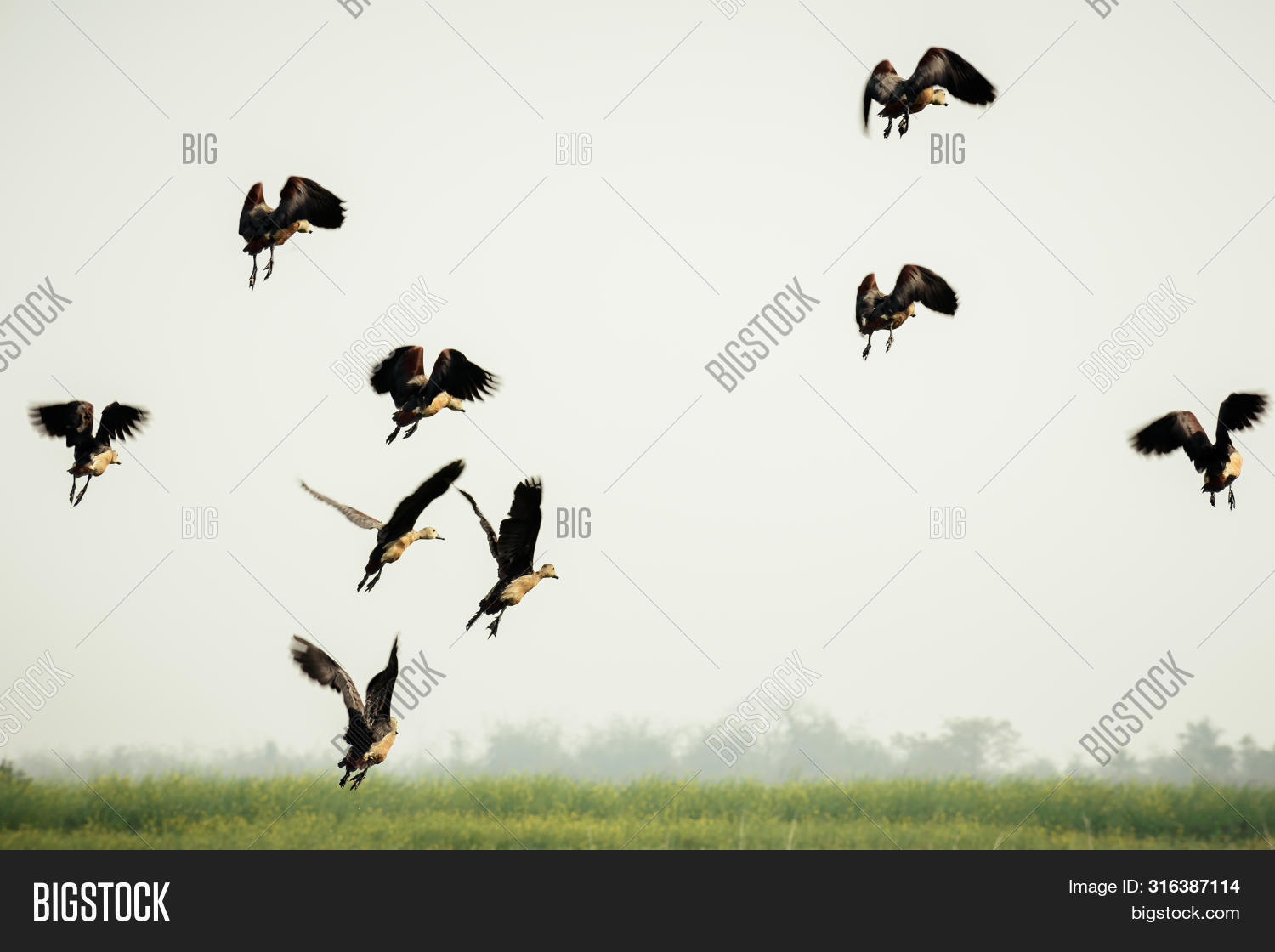Follow Leader. Flock Image & Photo (Free Trial) | Bigstock