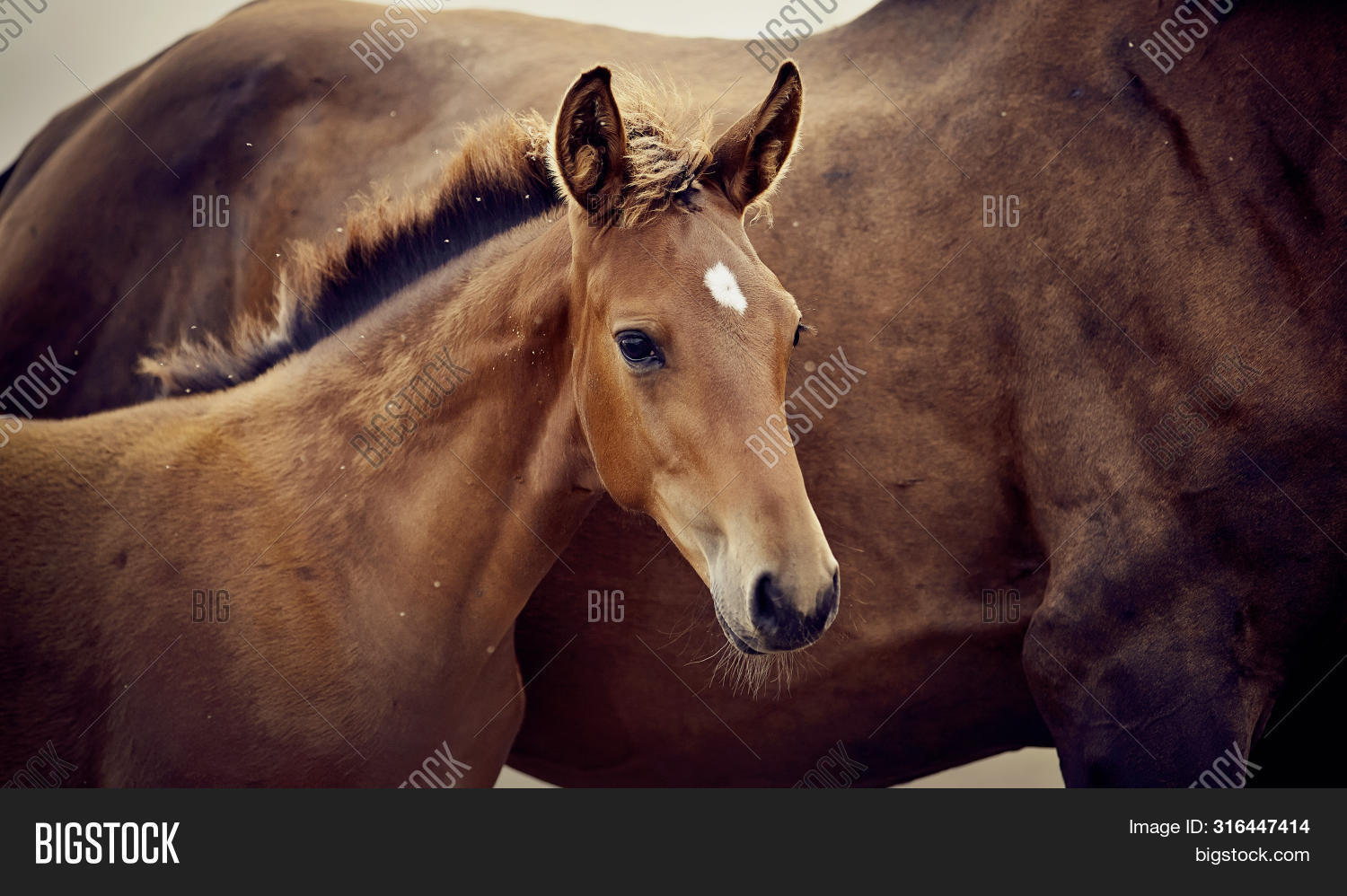 Portrait Red Foal Image & Photo (Free Trial) | Bigstock