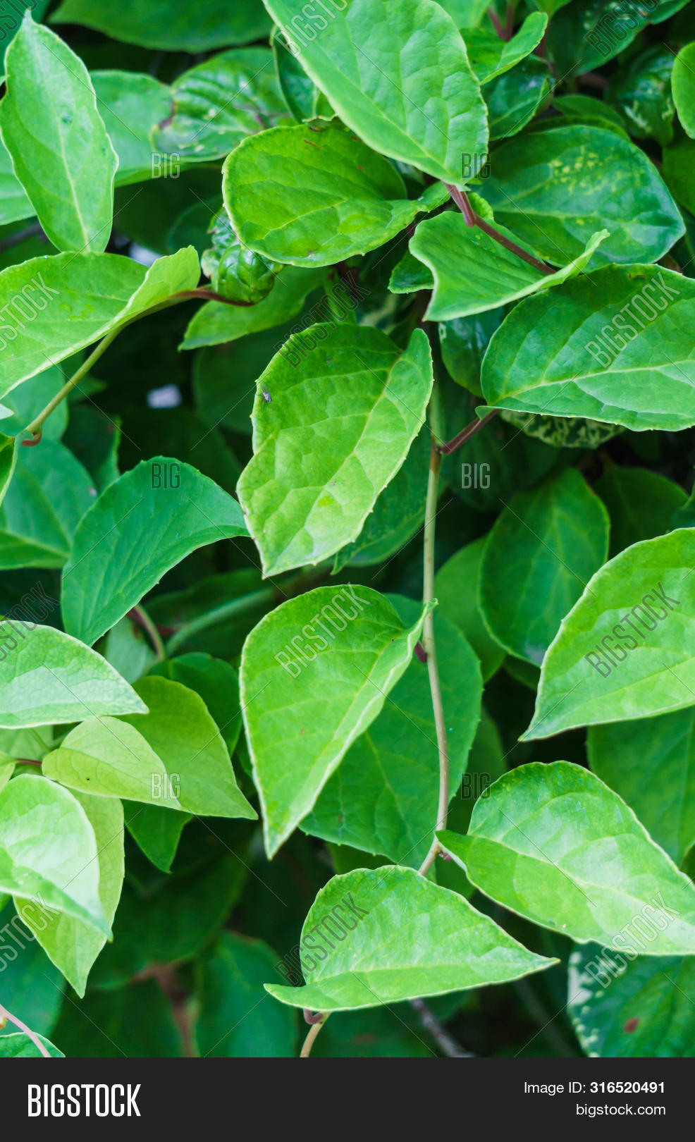 Green Vine Leaves Image & Photo (Free Trial) | Bigstock