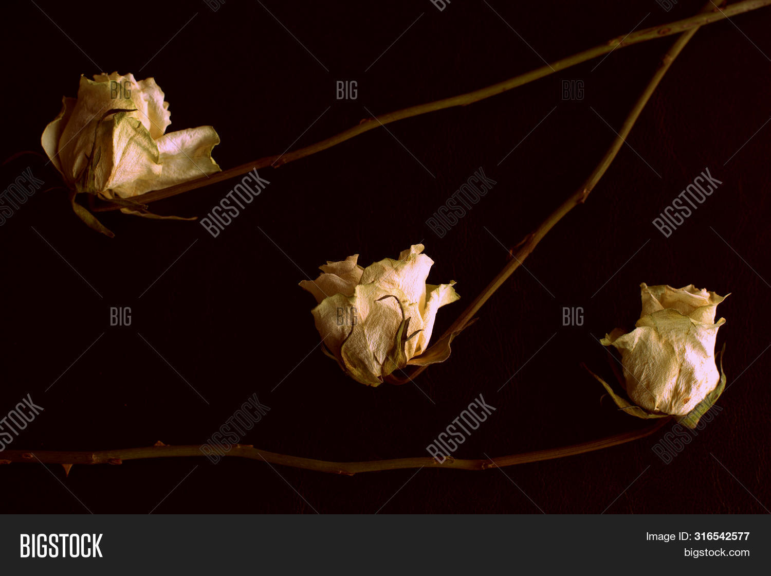 Imagen y foto Wilted White Roses (prueba gratis) | Bigstock