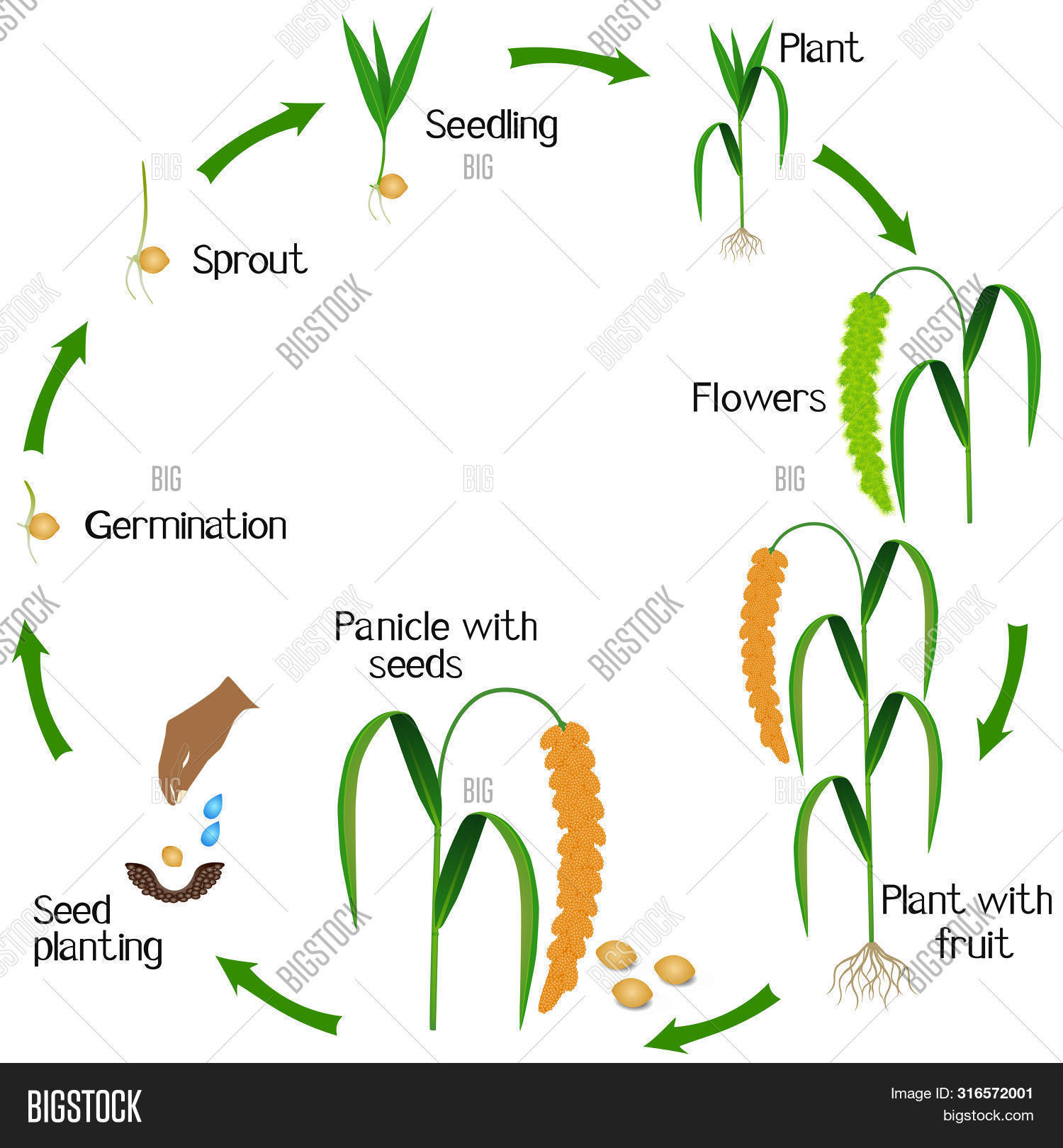 Growth Cycle Foxtail Vector & Photo (Free Trial) | Bigstock