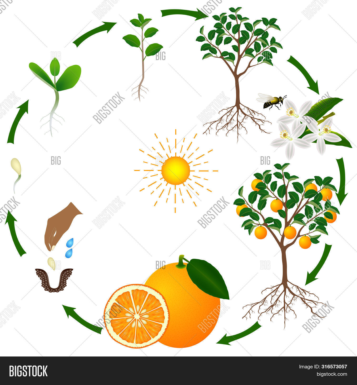 Life Cycle Orange Vector & Photo (Free Trial) | Bigstock