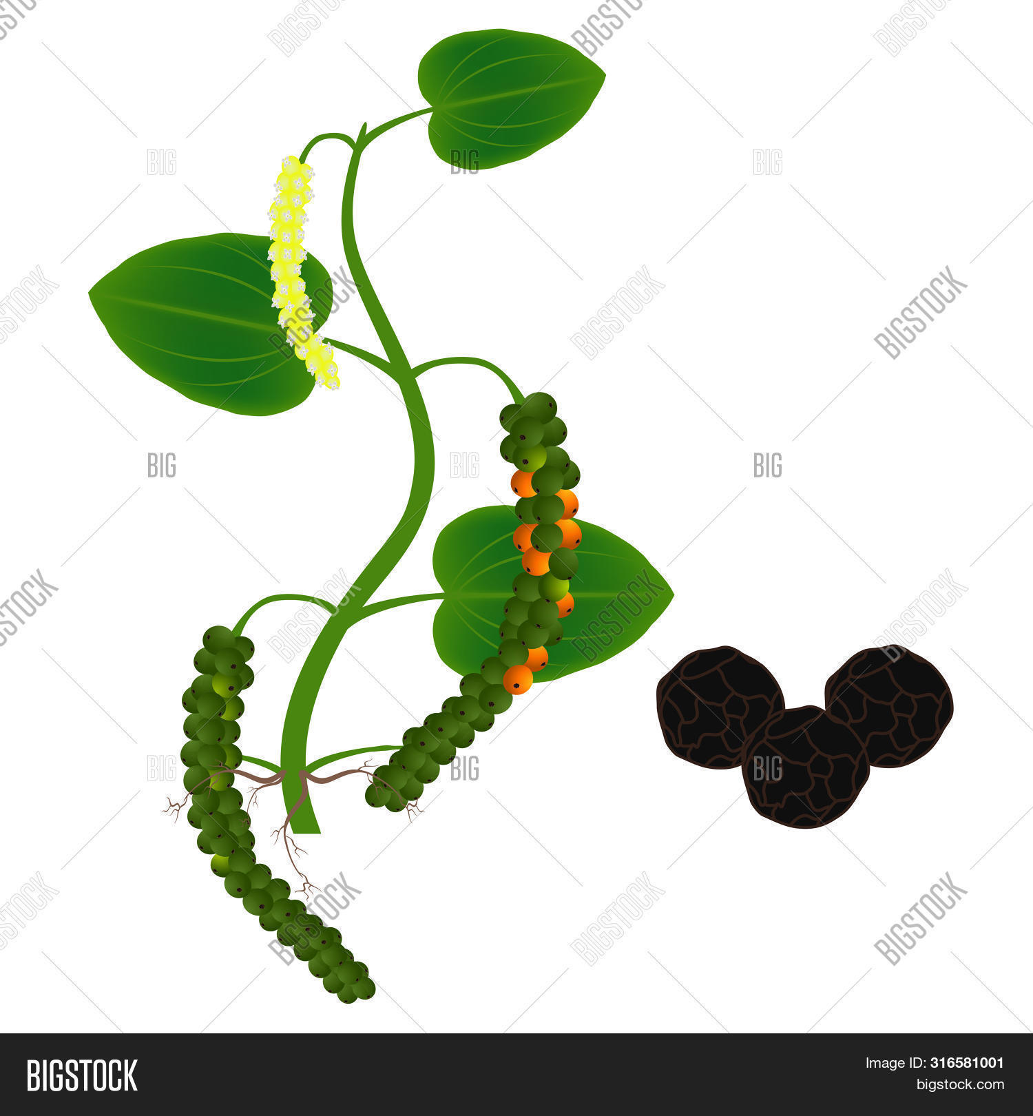 Plant Black Pepper On Vector & Photo (Free Trial) | Bigstock