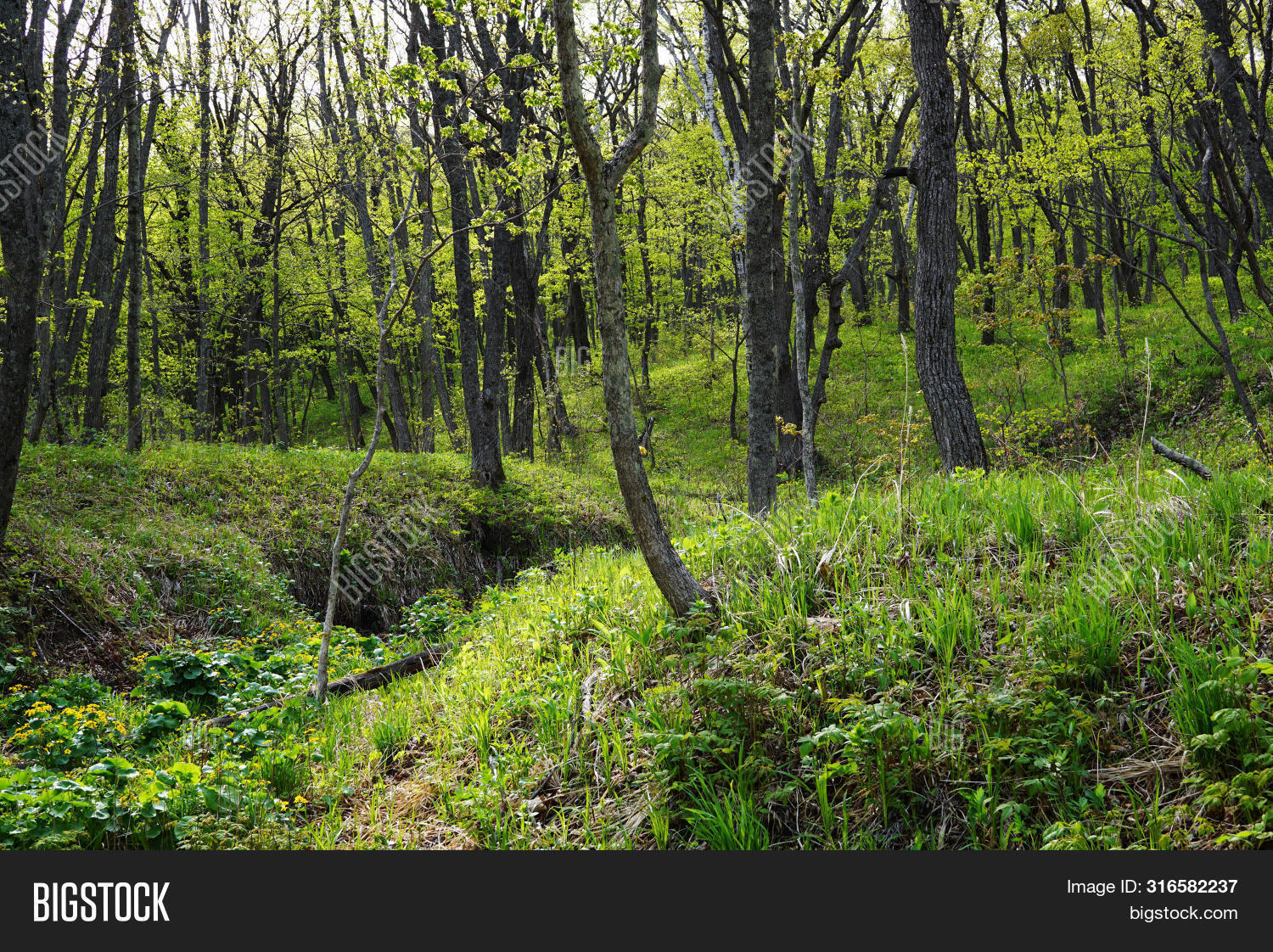 Thick Green Forest Image & Photo (Free Trial) | Bigstock
