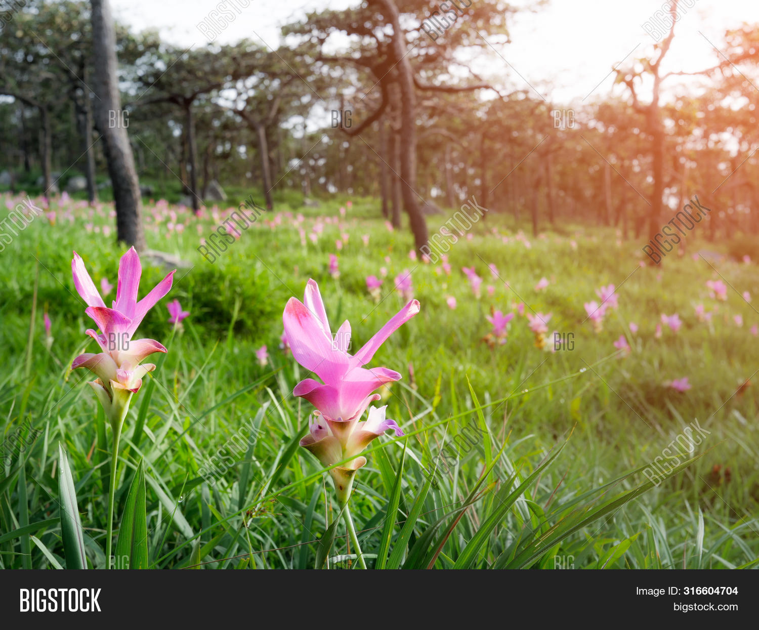 Zingiberaceae Flower Image & Photo (Free Trial) | Bigstock