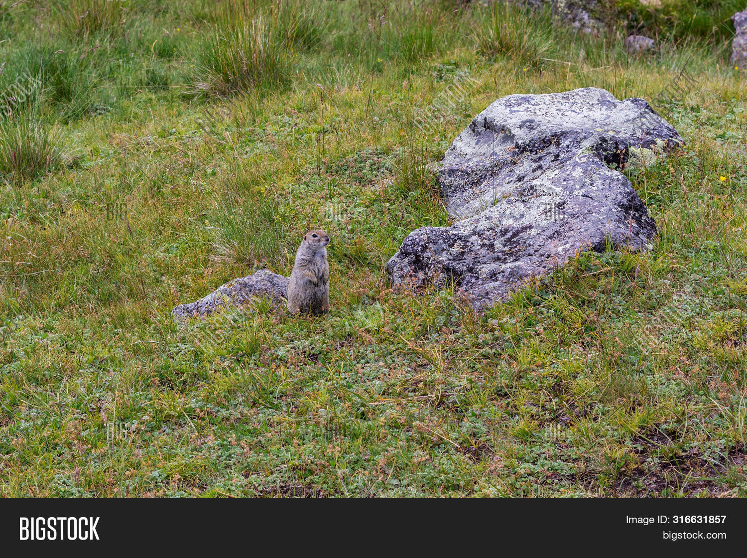 Furry Cute Gopher Image & Photo (Free Trial) | Bigstock