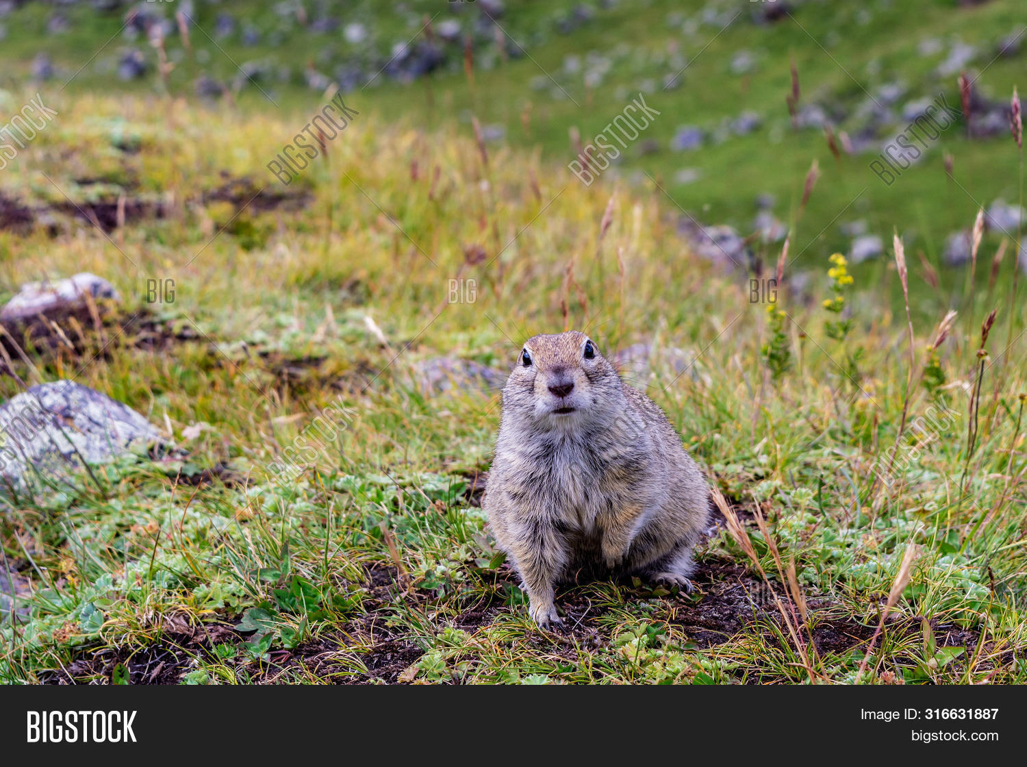 Furry Cute Gopher Sits Image & Photo (Free Trial) | Bigstock