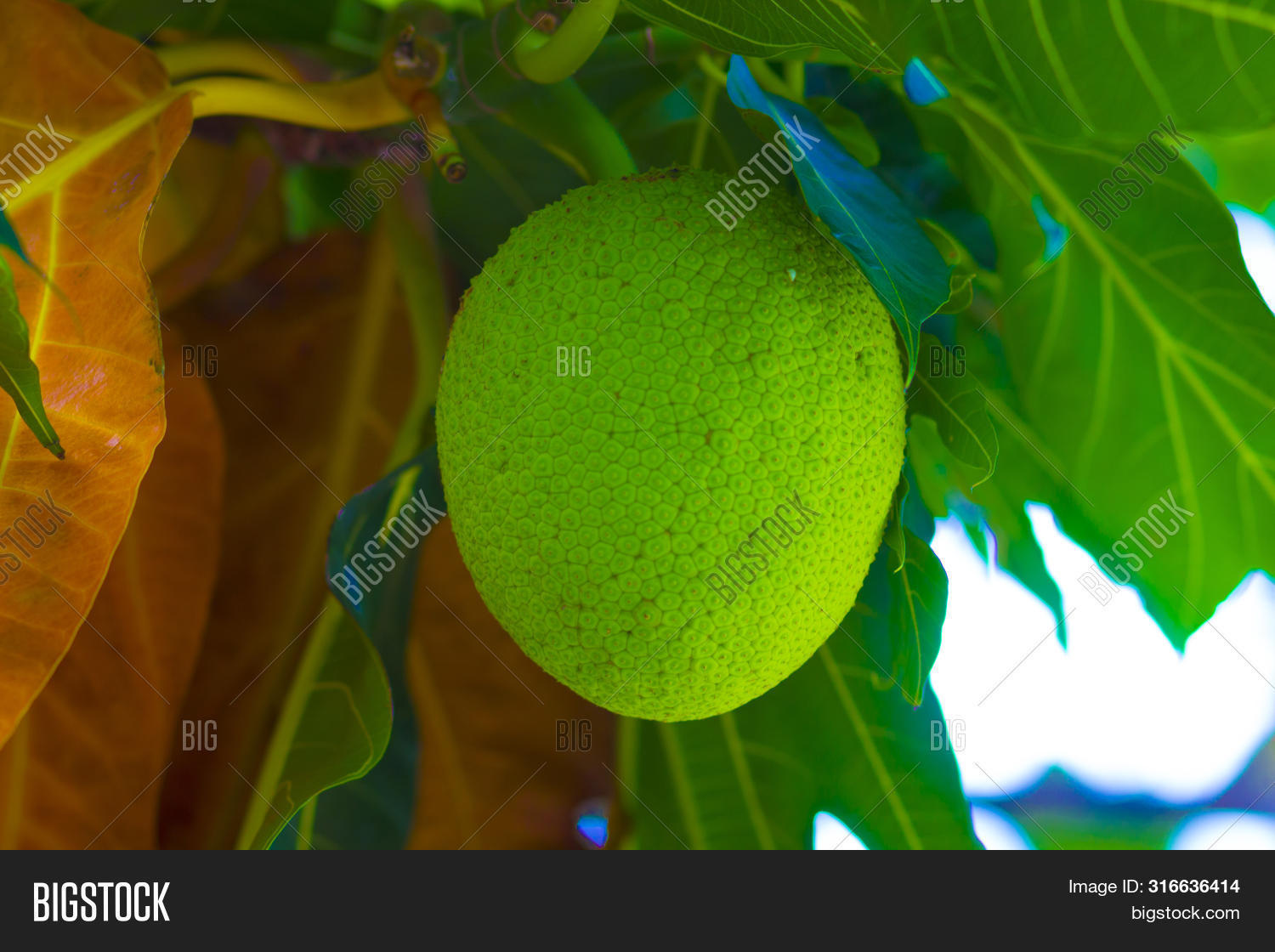 Fruit Bread Tree On Image & Photo (Free Trial) | Bigstock