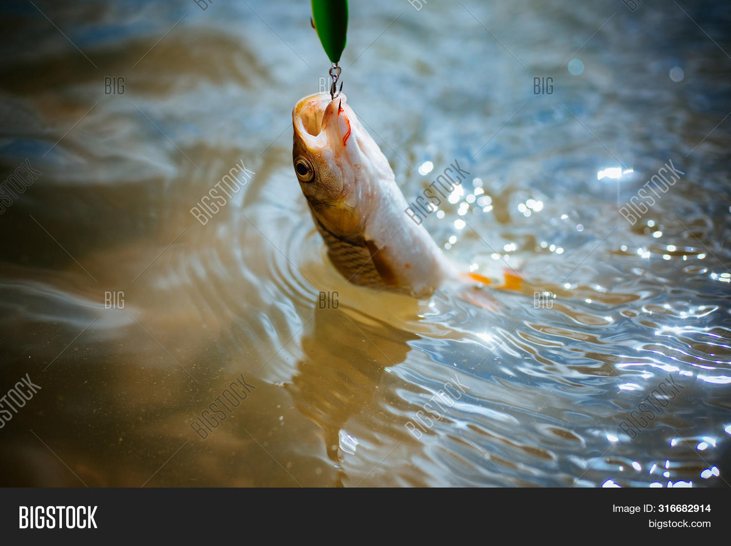 Bass Fishing Splash. Image & Photo (Free Trial) | Bigstock