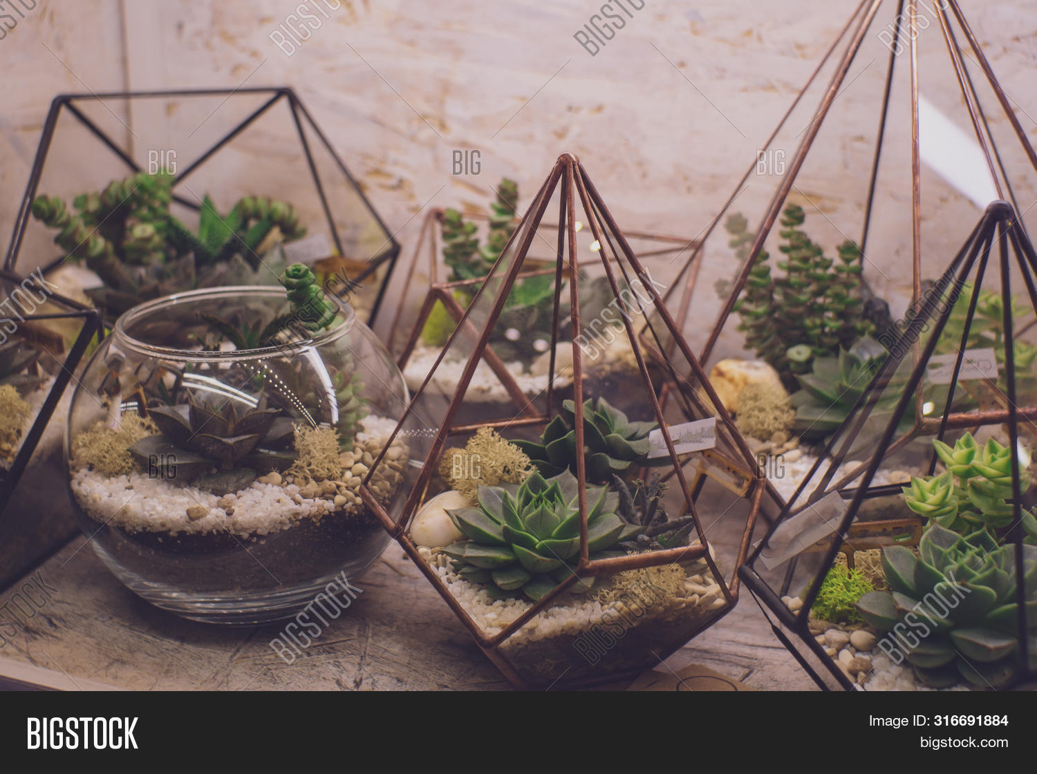 Succulent Garden Glass Image & Photo (Free Trial) | Bigstock
