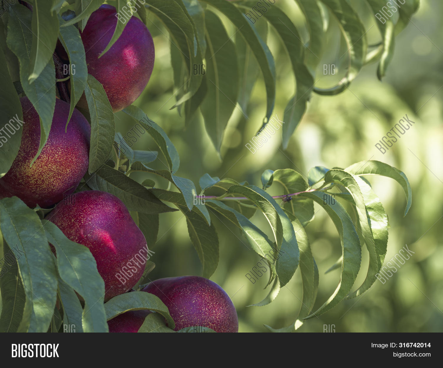 Beautiful Ripe Natural Image & Photo (Free Trial) | Bigstock