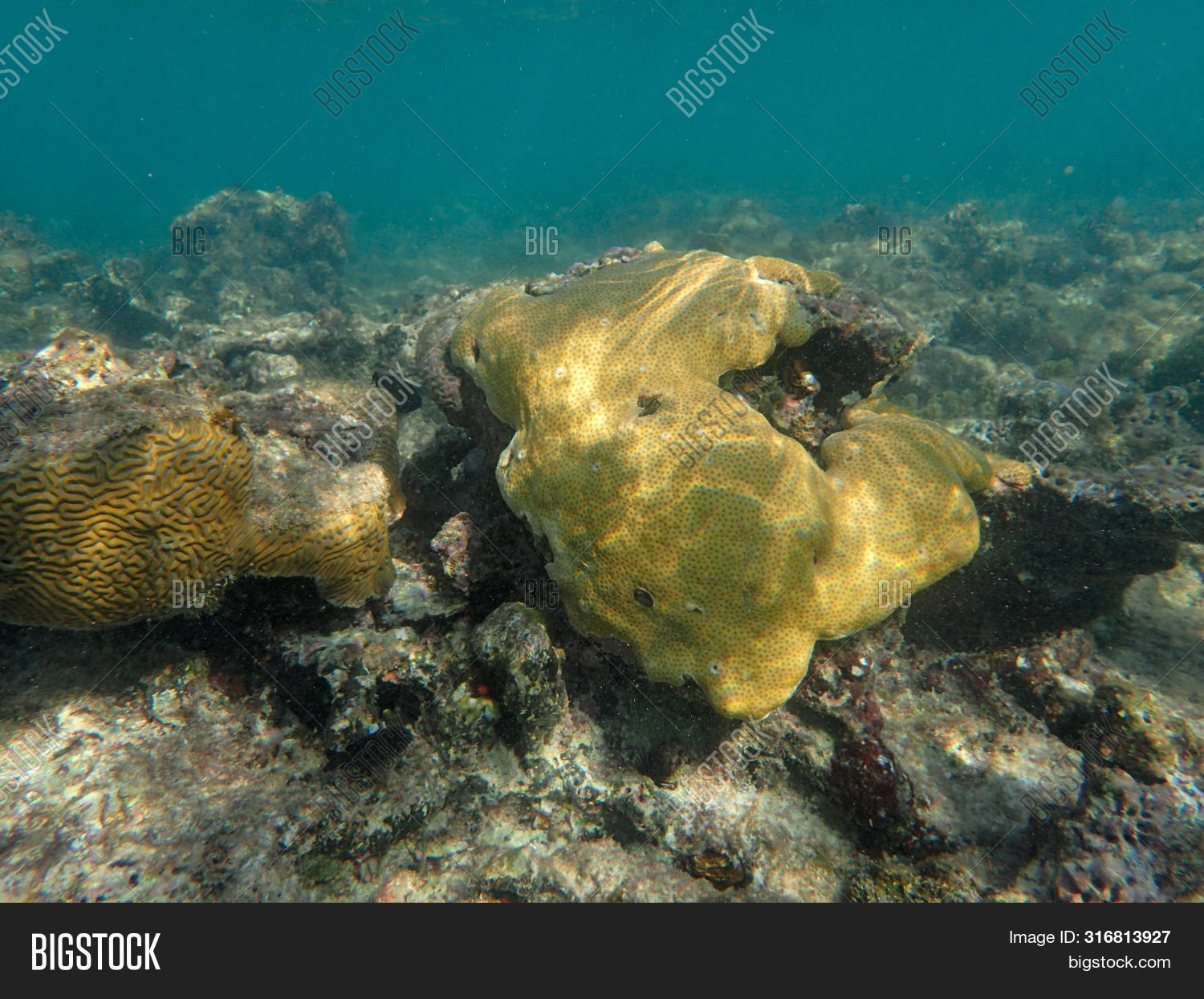 Corals Marine Image & Photo (Free Trial) | Bigstock