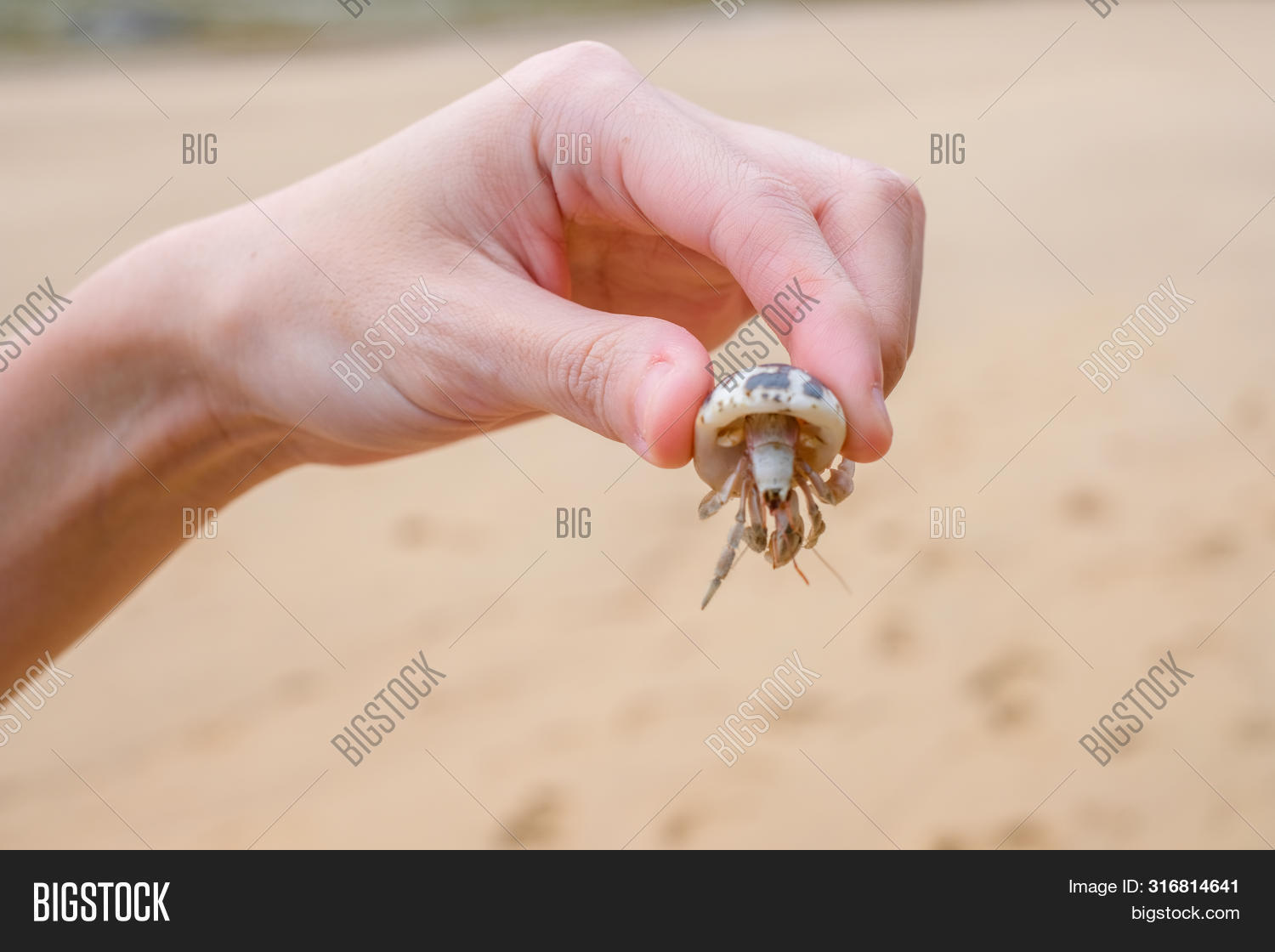 Hermit Crab Movement Image & Photo (Free Trial) | Bigstock