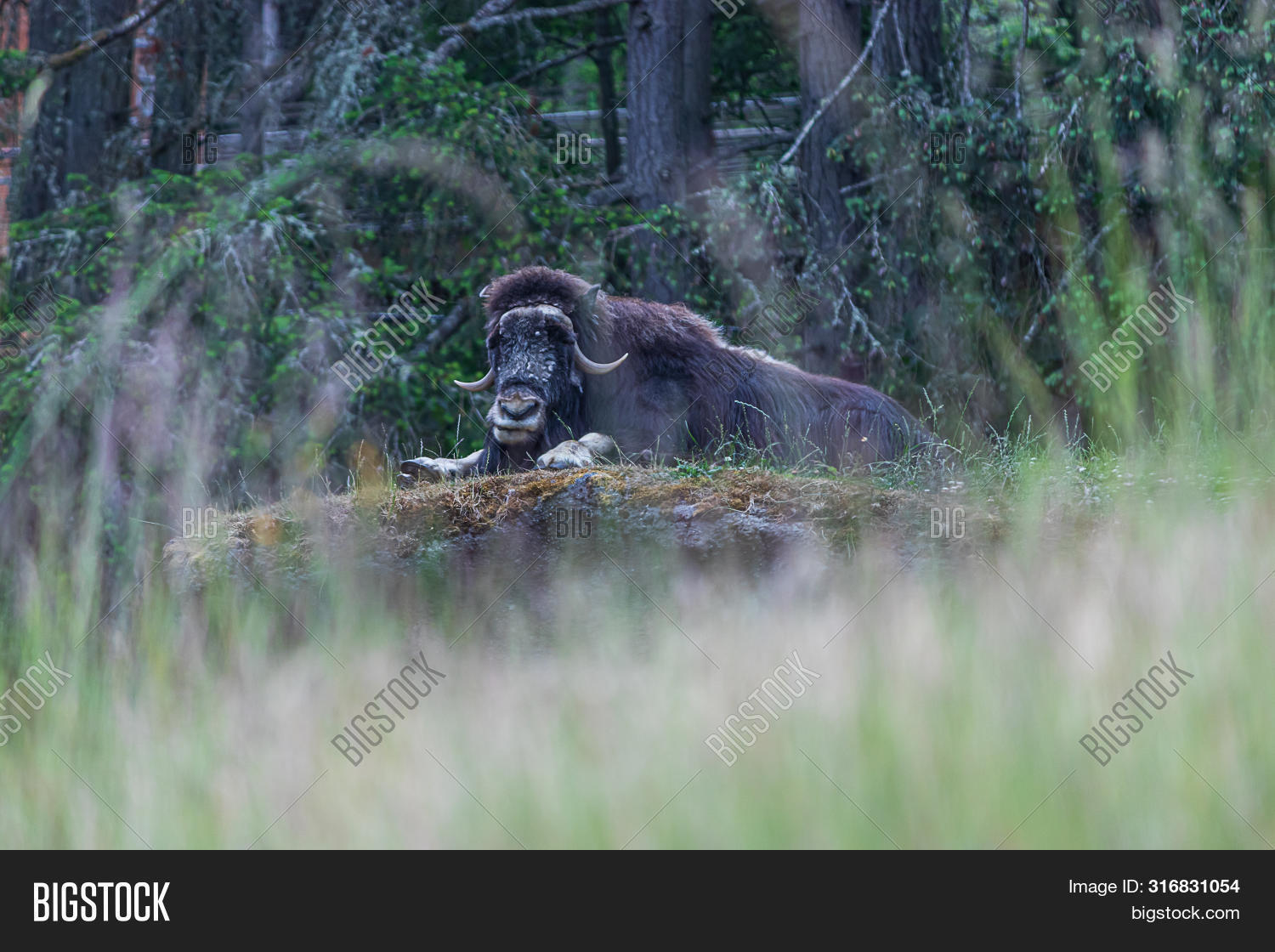 Large Black Furry Musk Image & Photo (Free Trial) | Bigstock