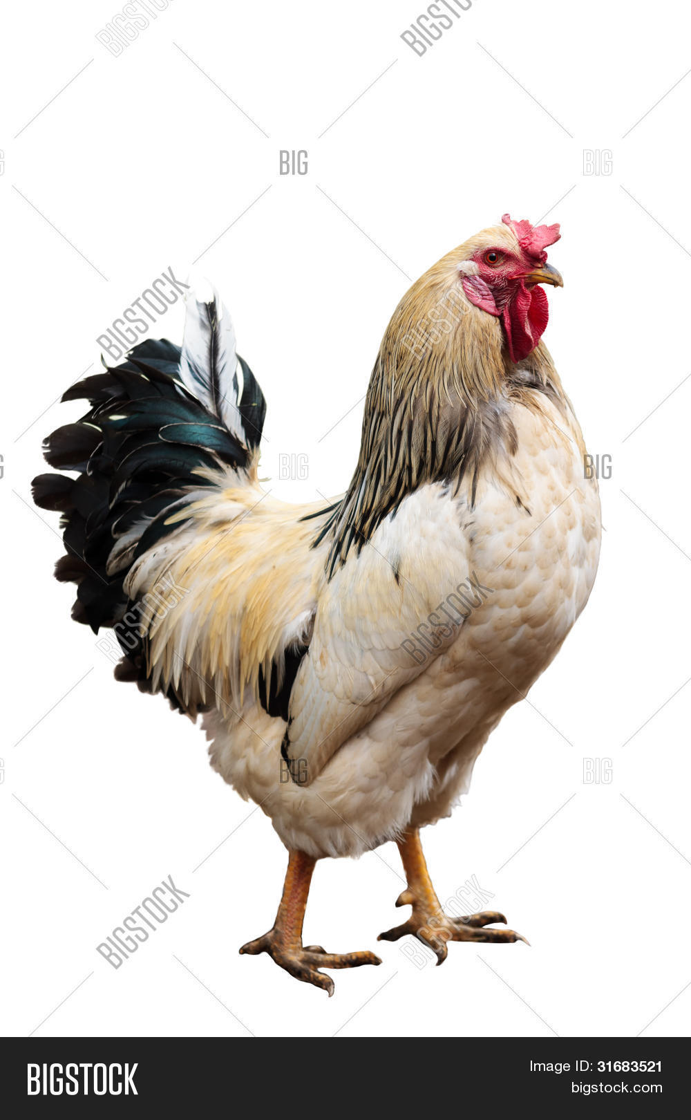 Chicken Image & Photo (Free Trial) | Bigstock