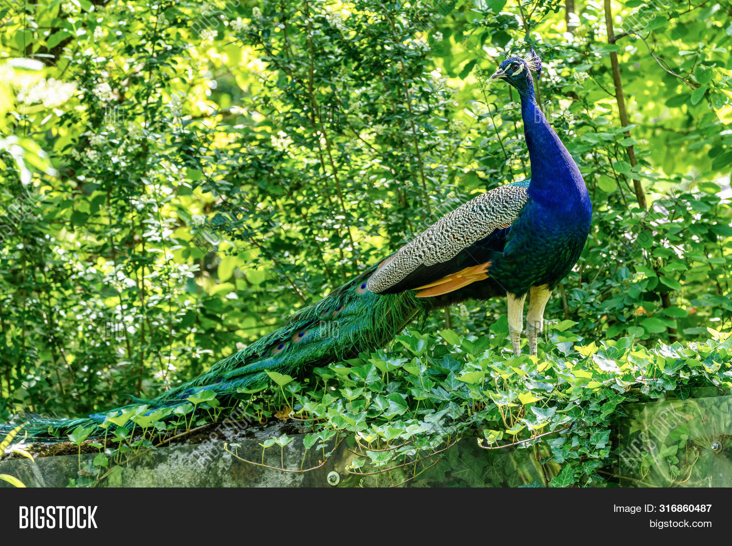 Indian Peacock Blue Image & Photo (Free Trial) | Bigstock