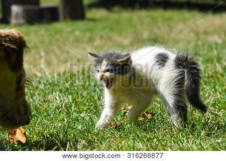 Furry Little Kitten Image & Photo (Free Trial) | Bigstock