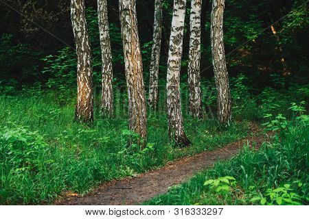Several Parallel Birch Image & Photo (Free Trial) | Bigstock