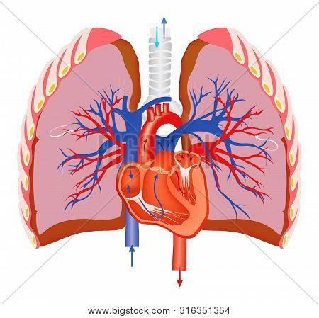 Pulmonary Circulation Image & Photo (Free Trial) | Bigstock
