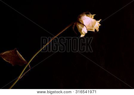 Wilted White Rose On Image & Photo (Free Trial) | Bigstock