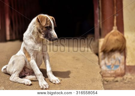 Cute Puppy Dog Sat Image & Photo (Free Trial) | Bigstock