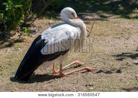 Stork Sits On Bent Image & Photo (Free Trial) | Bigstock