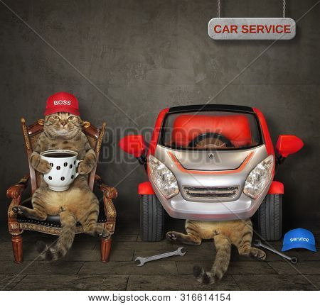 Cat Auto Mechanic Image & Photo (Free Trial) | Bigstock