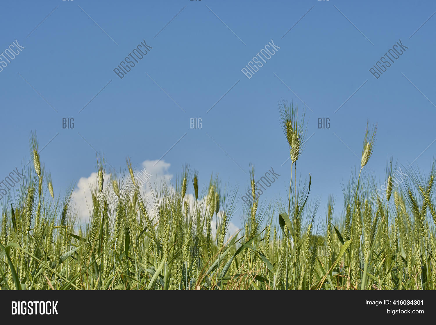 Field Common Grasses Image & Photo (Free Trial) | Bigstock