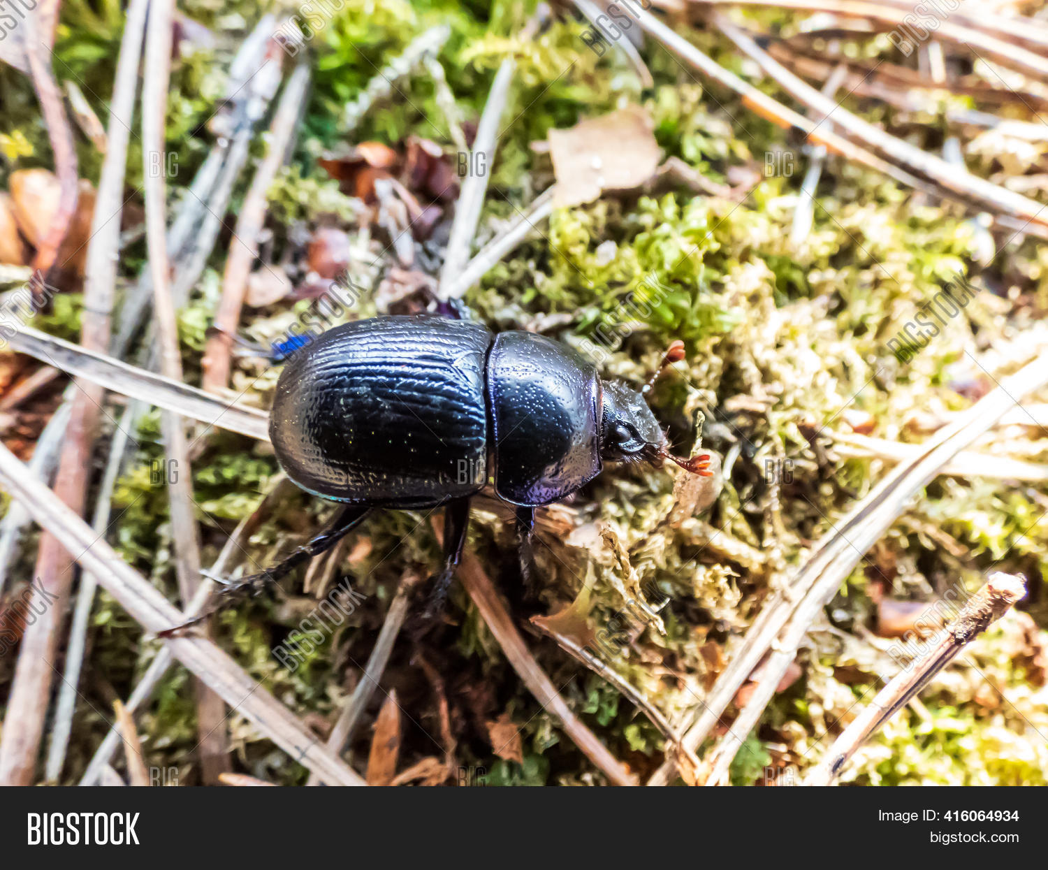 Close- Dor Beetle ( Image & Photo (Free Trial) | Bigstock
