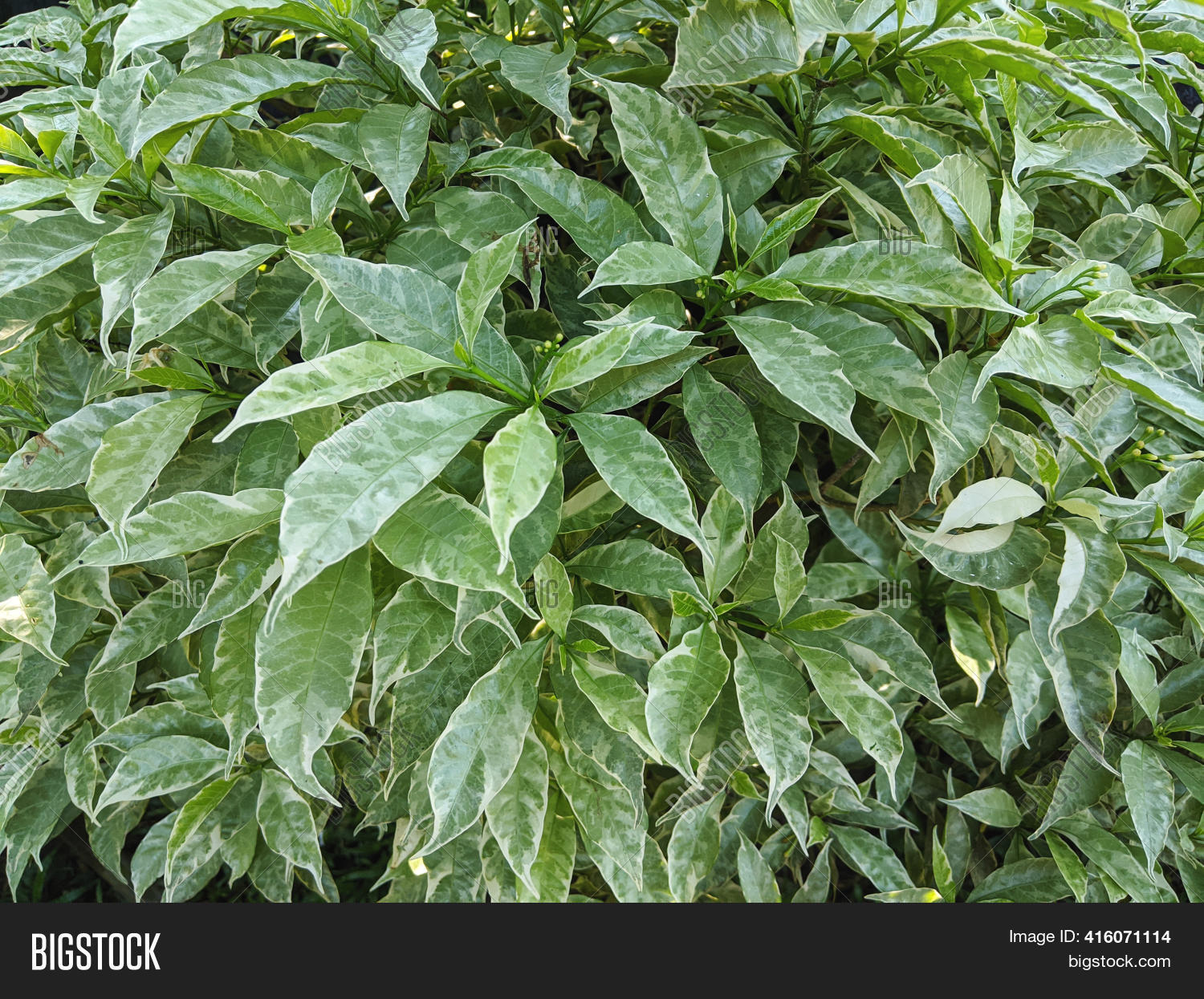 Graptophyllum Pictum Image & Photo (Free Trial) | Bigstock