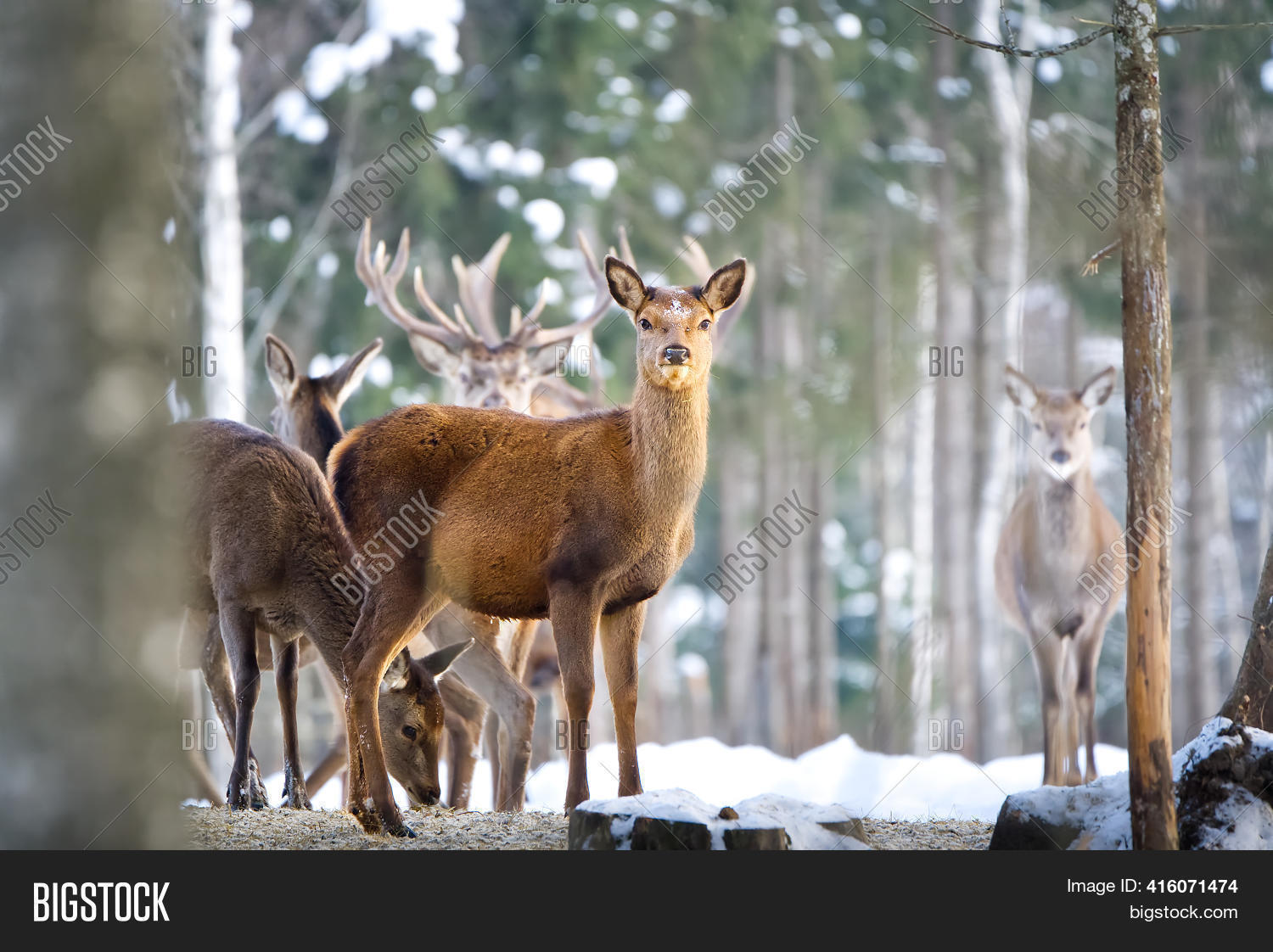 Red Deer Winter Forest Image & Photo (Free Trial) | Bigstock
