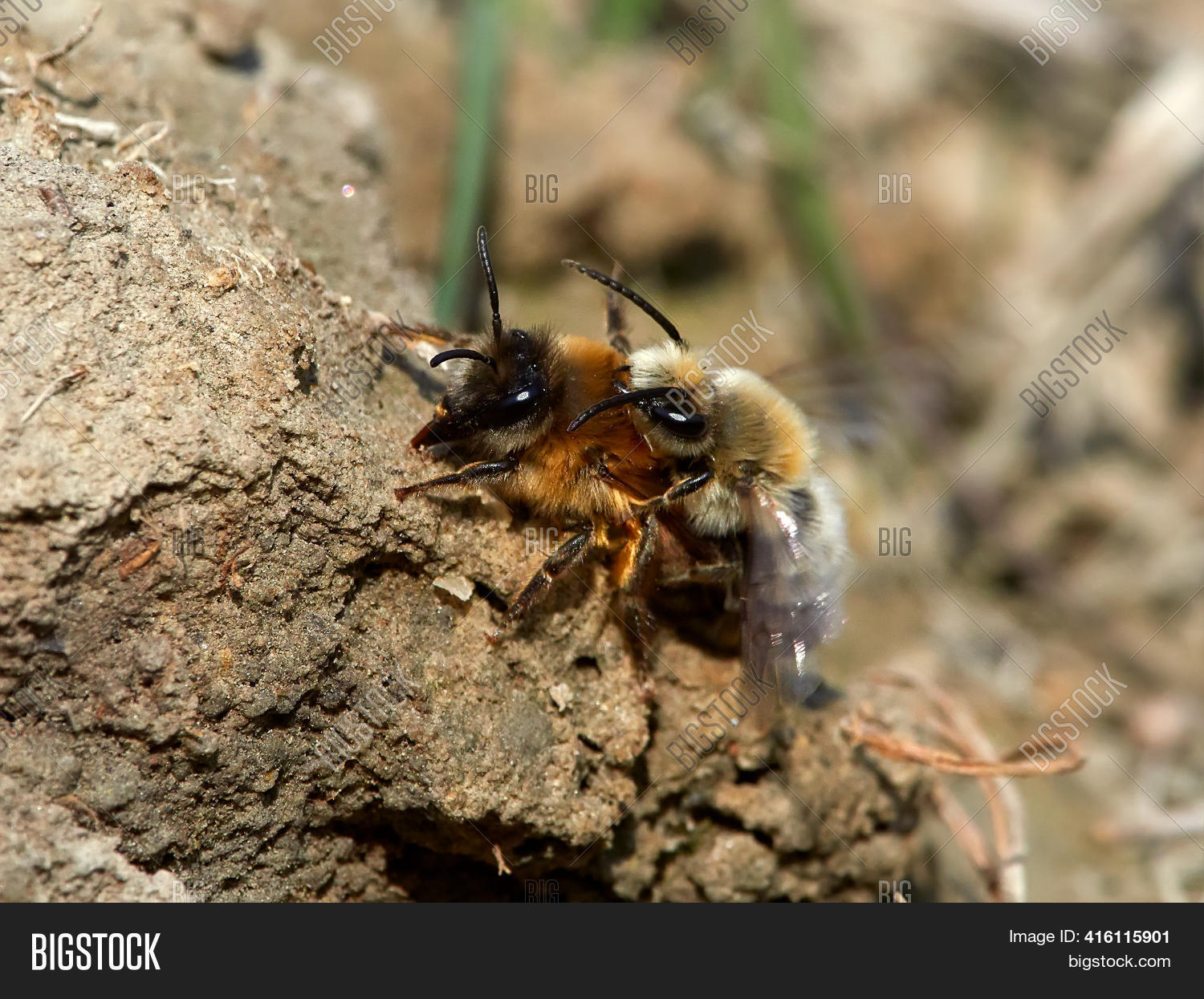 Wild Bees During Image & Photo (Free Trial) | Bigstock