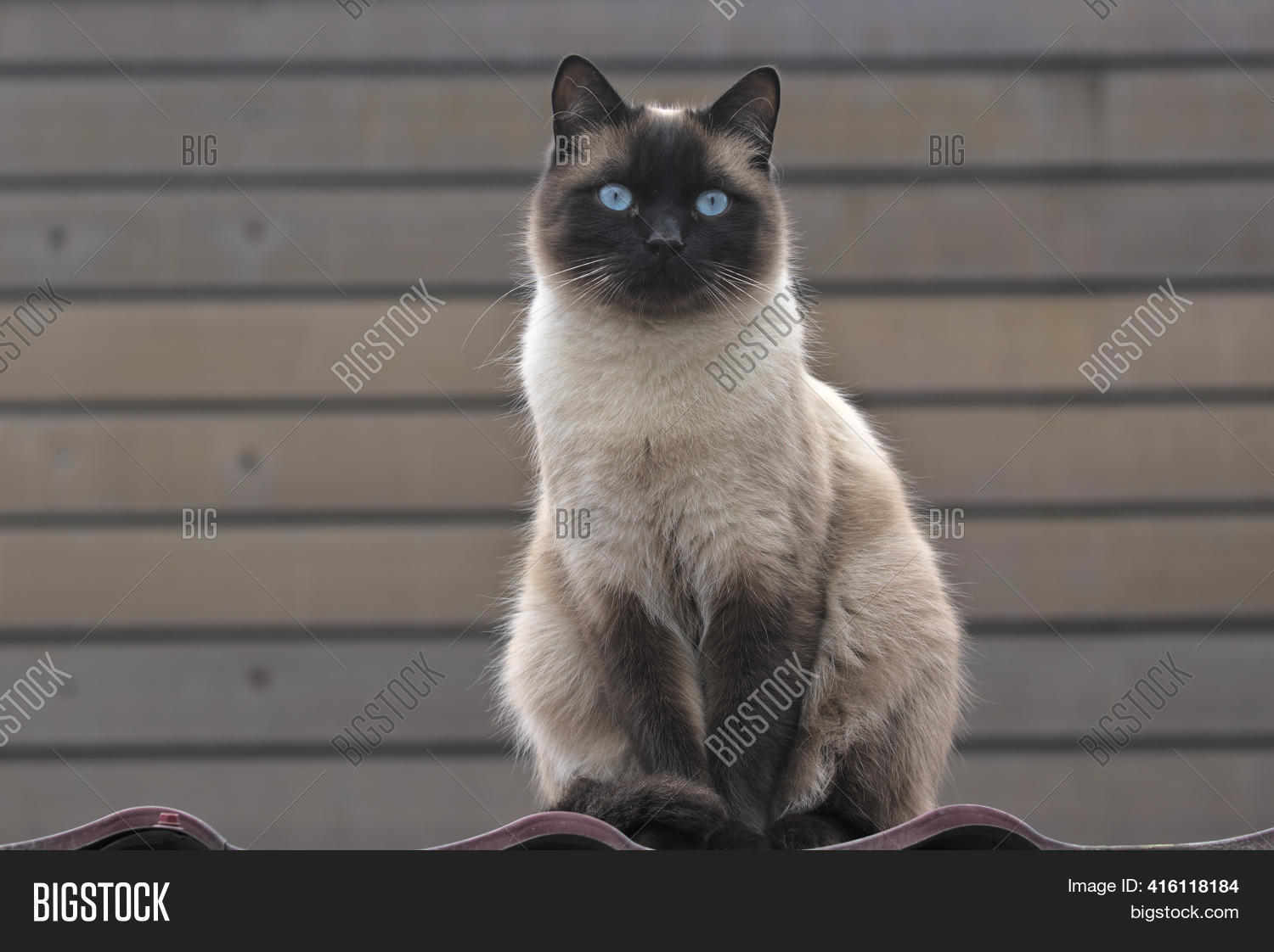 Beautiful Beige Cat Image & Photo (Free Trial) | Bigstock
