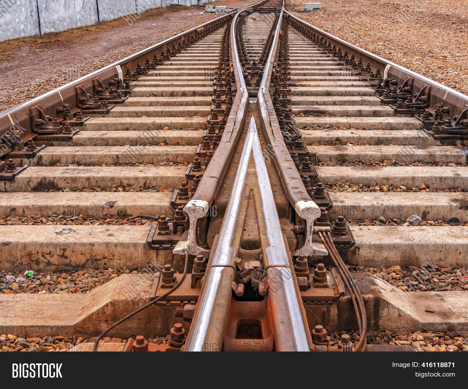 Frog (common Crossing Image & Photo (Free Trial) | Bigstock