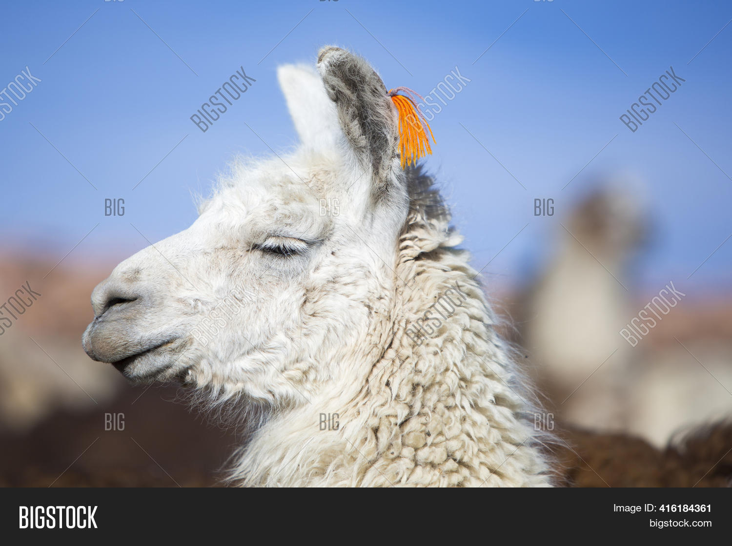 Llama (lama Glama) Image & Photo (Free Trial) | Bigstock