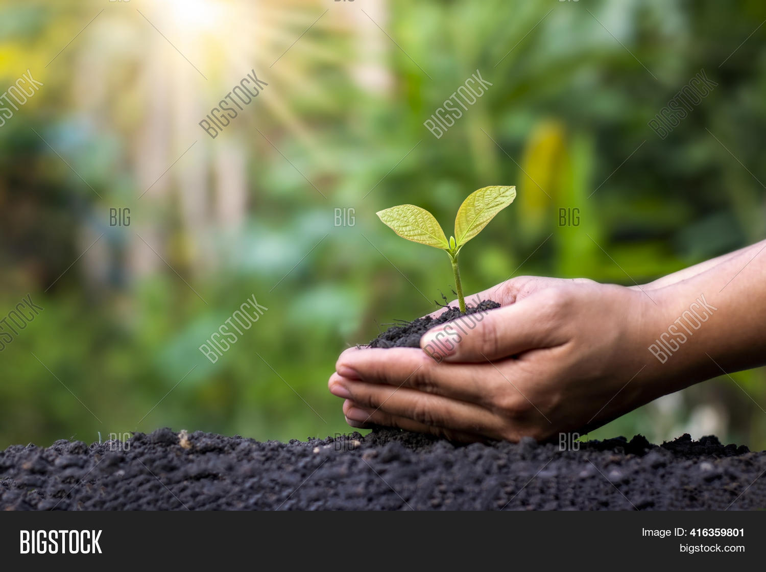 Farmers Plant Crops By Image & Photo (Free Trial) | Bigstock