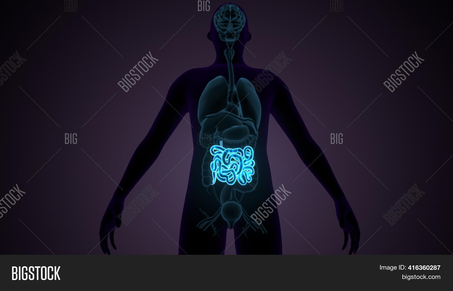 Small Intestine 3d Image & Photo (Free Trial) | Bigstock