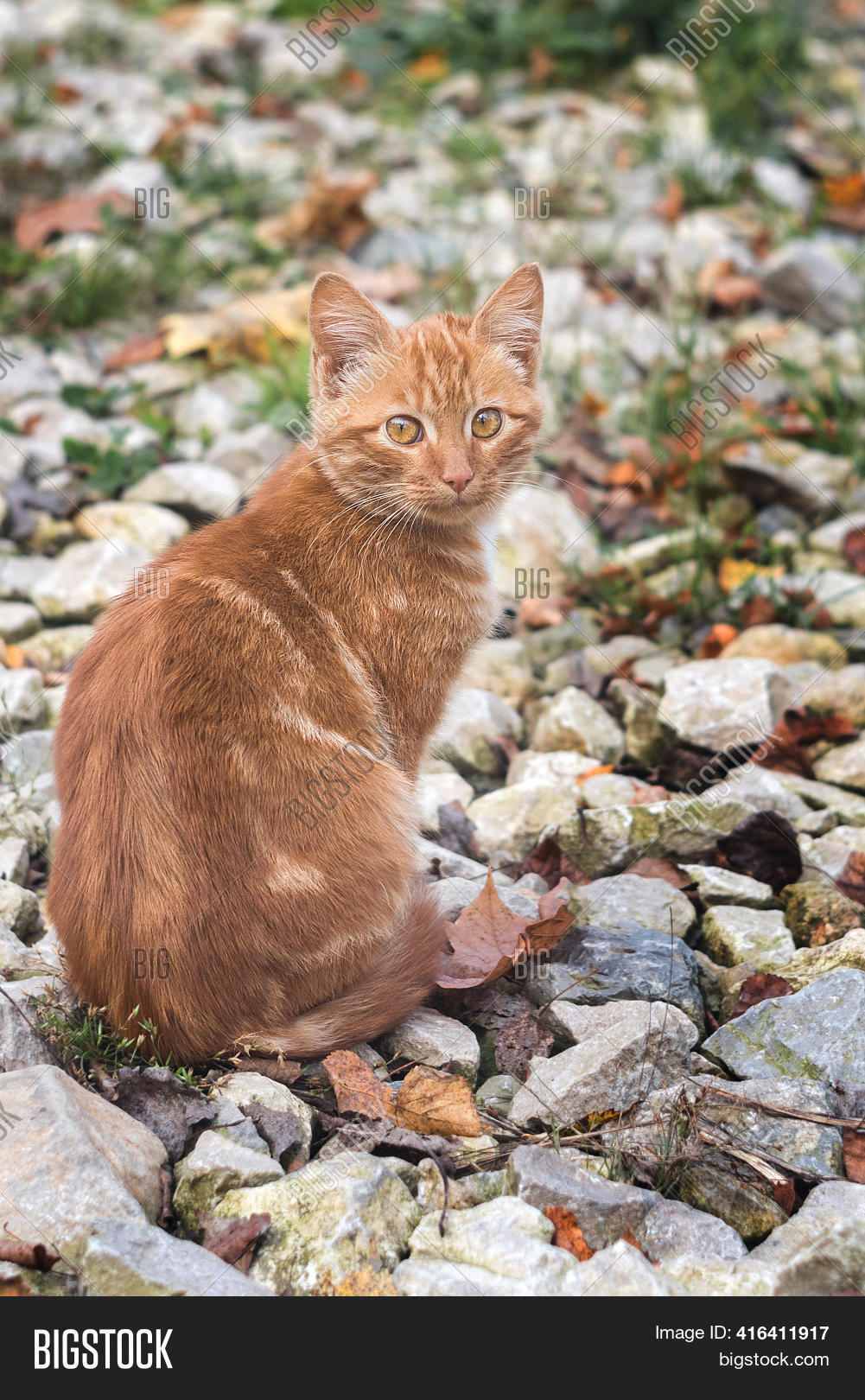 Ginger Cat Sits Image & Photo (Free Trial) | Bigstock