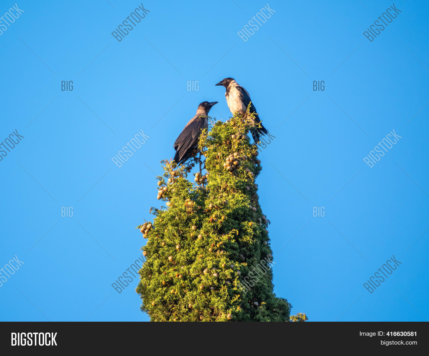 Two Crows Sitting Image & Photo (Free Trial) | Bigstock