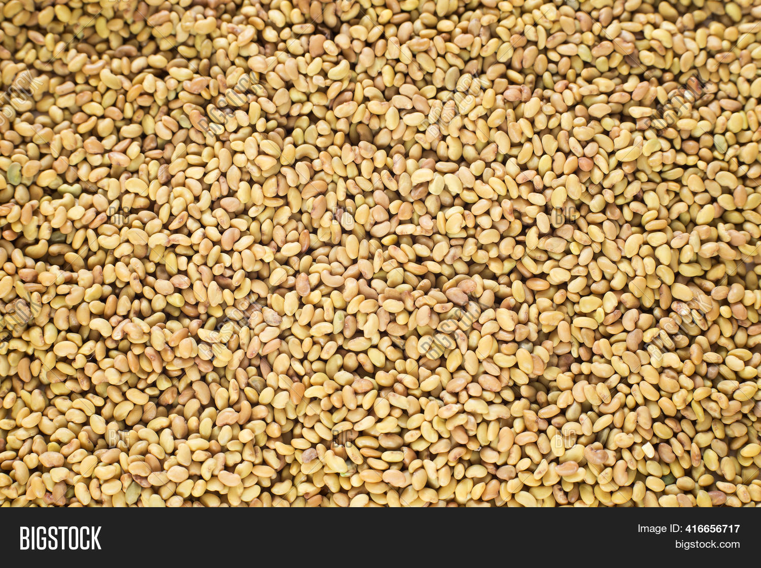 Medicago Sativa - Image & Photo (Free Trial) | Bigstock