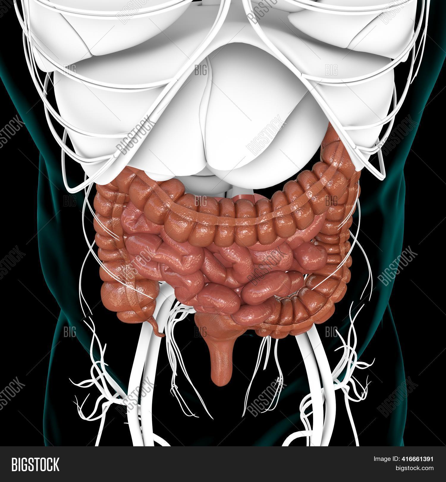 Small Large Intestine Image & Photo (Free Trial) | Bigstock