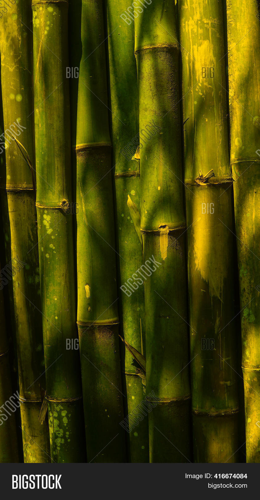 Bamboo Tree Trunk Image & Photo (Free Trial) | Bigstock