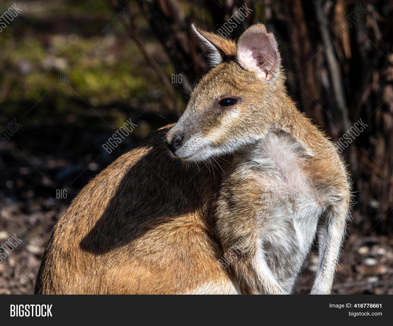 Agile Wallaby, Image & Photo (Free Trial) | Bigstock