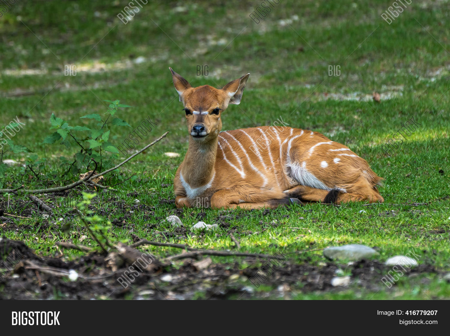 Young Baby Nyala. Image & Photo (Free Trial) | Bigstock