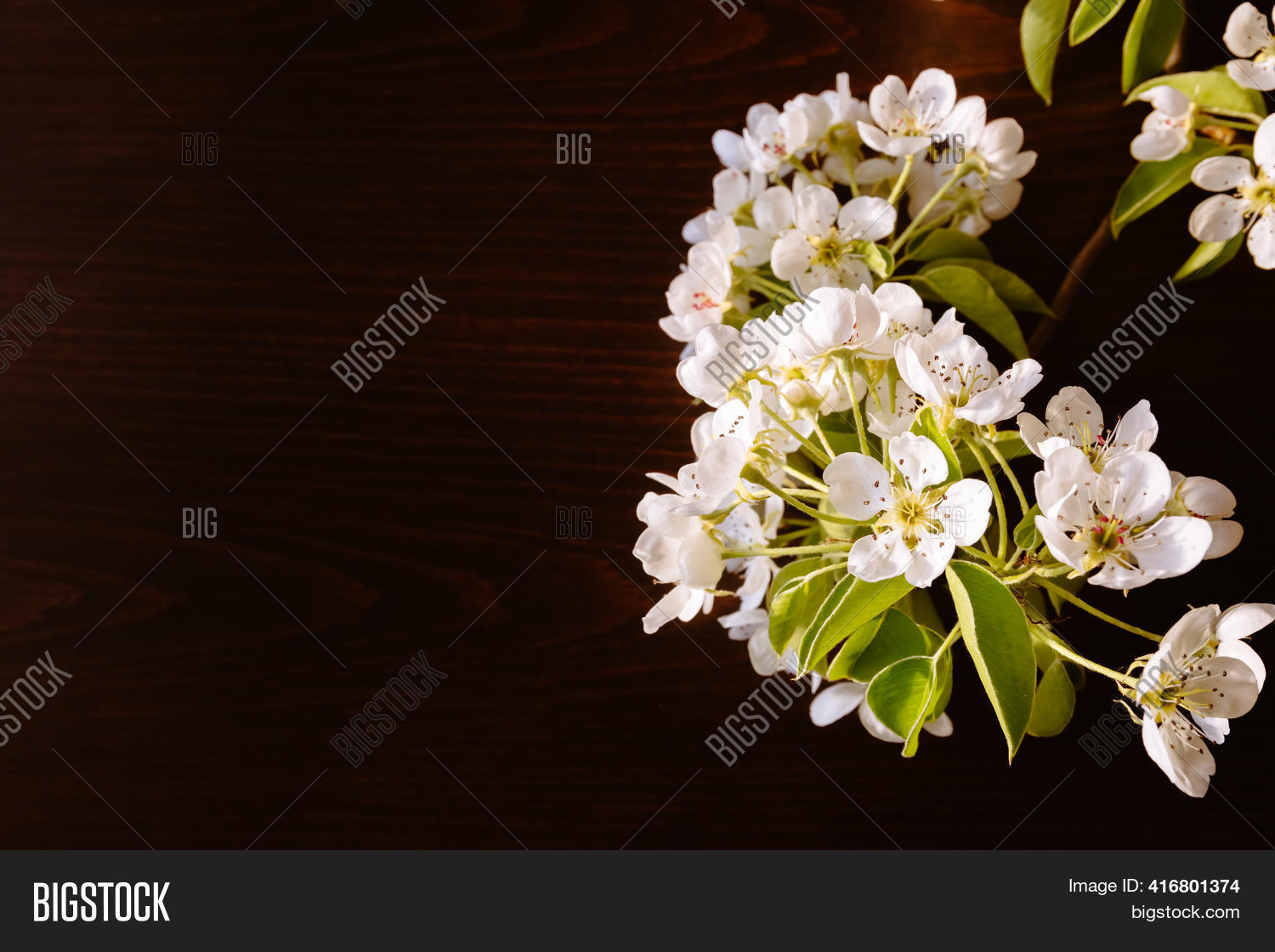 White Sprig Blooming Image & Photo (Free Trial) | Bigstock