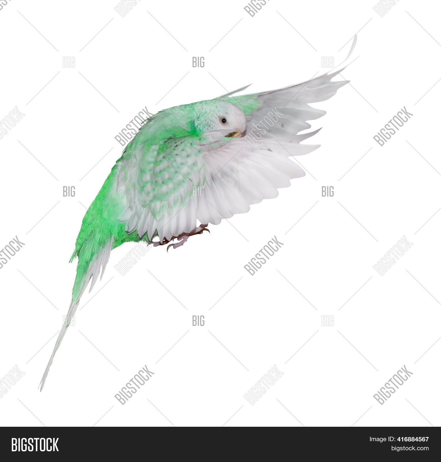 Green Budgerigar Image & Photo (Free Trial) | Bigstock