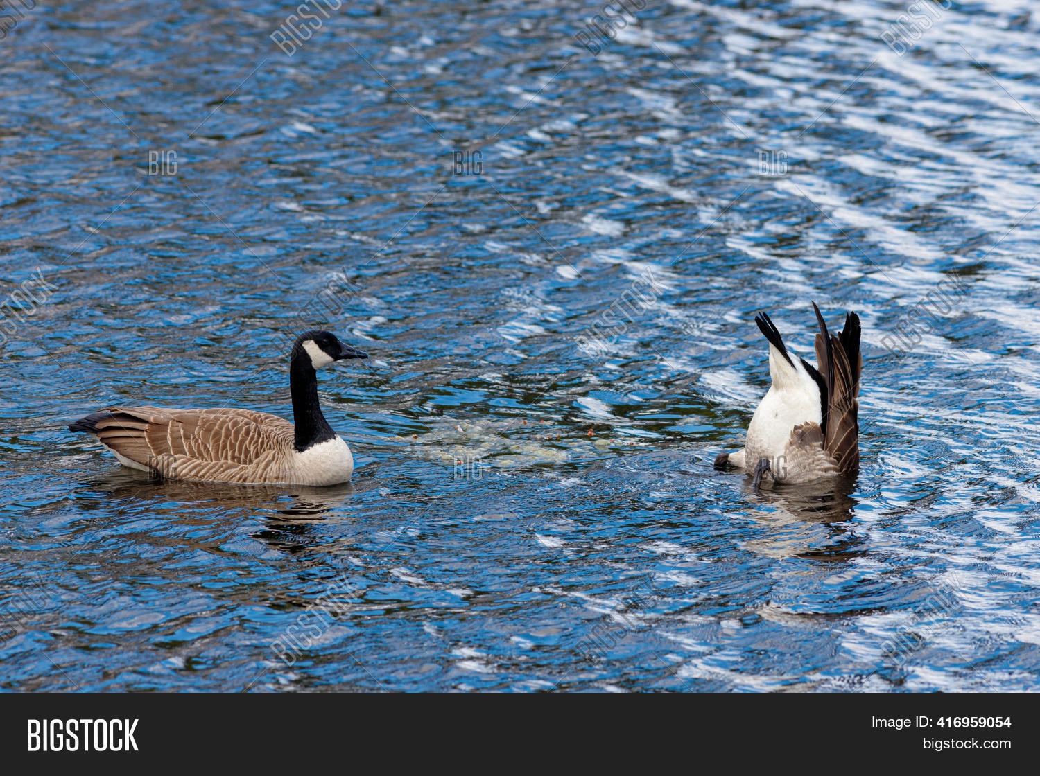 Two Canada Geese ( Image & Photo (Free Trial) | Bigstock